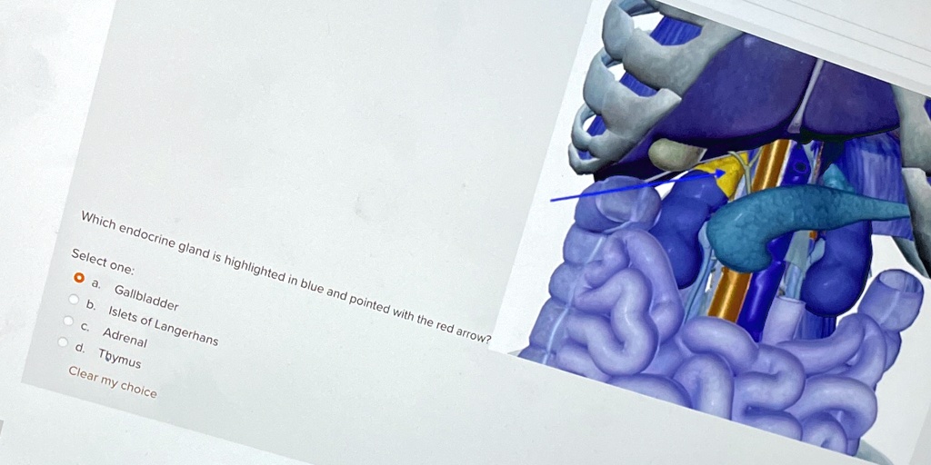 Which endocrine gland is highlighted in blue and pointed with the red arrow? Select one: a ...