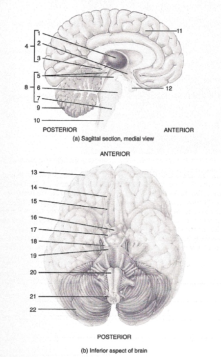 SOLVED: In the 22 blank boxes, type in the correct label for the ...