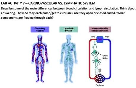SOLVED: LAB ACTIVITY 7 - CARDIOVASCULAR VS. LYMPHATIC SYSTEM Describe some of the main ...