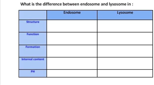 what is the difference between endosome and lysosome in endosome ...