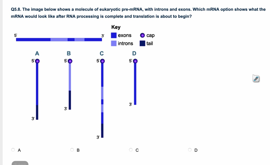 q58 the image below shows a molecule of eukaryotic pre mrna with ...