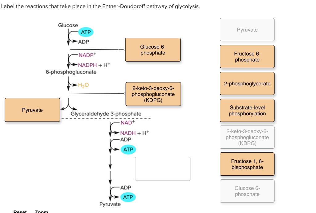SOLVED: Label the reactions that take place in the Entner-Doudoroff ...