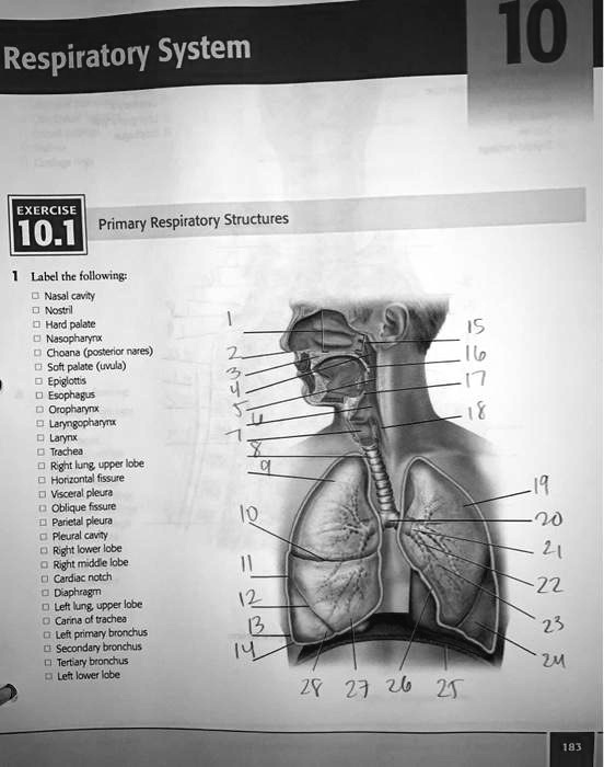 VIDEO solution: Respiratory System EXERCISE Primary Respiratory ...