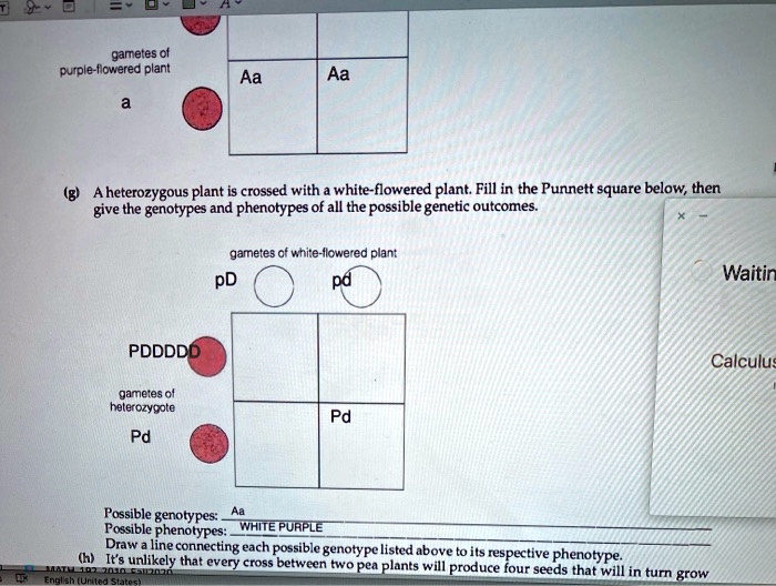gametes ol purple e iowered plant aa aa aheterozygous plant is crossed ...