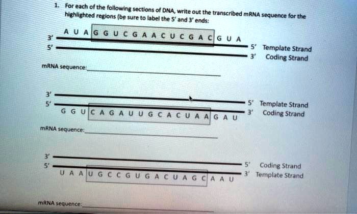 SOLVED: For Gach of the following sections of DNA, hiehliehted rceions ...