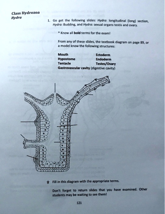 SOLVED:Class Hydrozoa Hydra get the following slldes: Hvdro ...