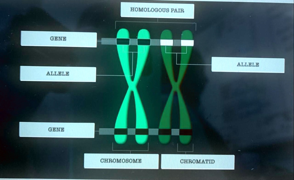 SOLVED: SIMUTEST SECTION 2 - MEIOSIS Complete the diagram below by ... SOLVED: SIMUTEST SECTION 2 - MEIOSIS Complete the diagram below by ...