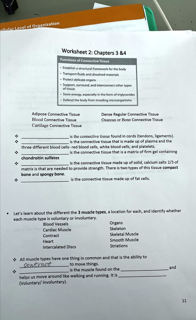 worksheet 2 chapters 3 4 functions of connective tissue establish a ...