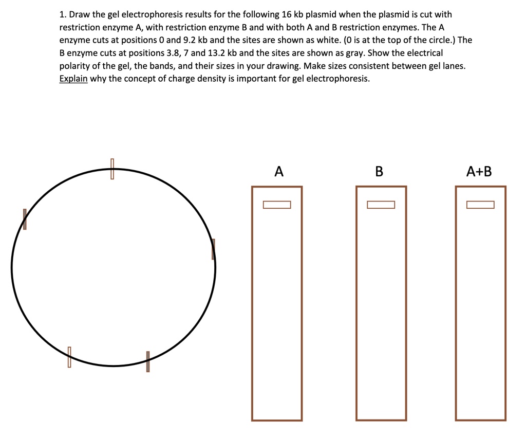 SOLVED: 1.Draw the gel electrophoresis results for the following 16 kb ...