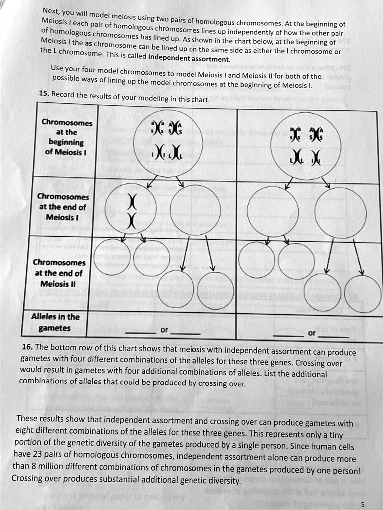 SOLVED: Next, you will model meiosis using two pairs of homologous ...