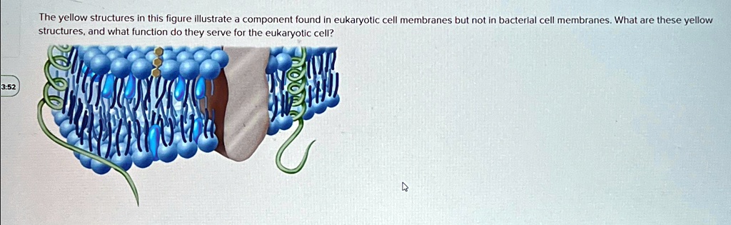 the yellow structures in this figure illustrate a component found in ...