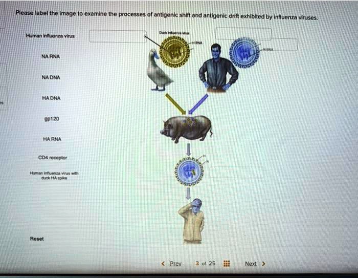 SOLVED: Please label the image to examine the processes of antigenic ...
