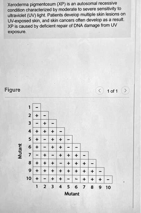 SOLVED: Xeroderma pigmentosum (XP) is an autosomal recessive condition ...