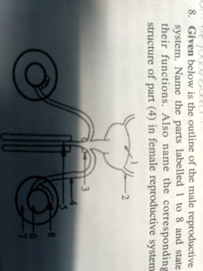 8. Given below is the outline of the male reproductive system. Name the ...