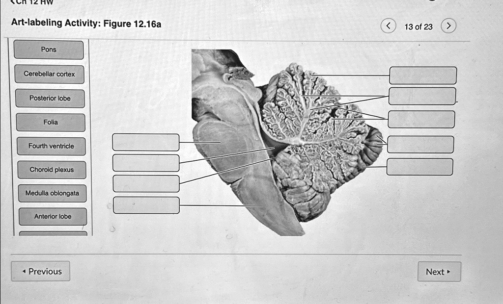 Art-labeling Activity: Figure 12.16a 13 of 23 Art-labeling Activity: Figure 12.16a 13 of 23