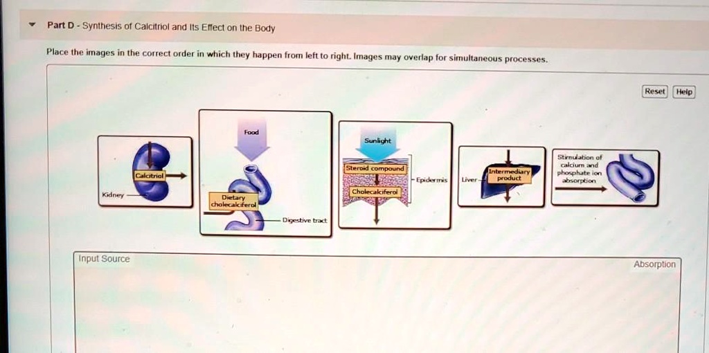 part d synthesis of calcitriol and ils elfect 0n ihe body place the iages in the correct order ...