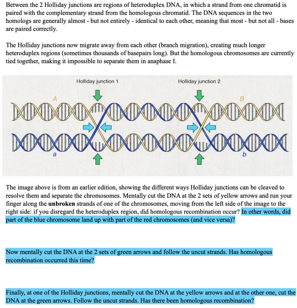 between the 2 holliday junctions are regions of heteroduplex dna in ...