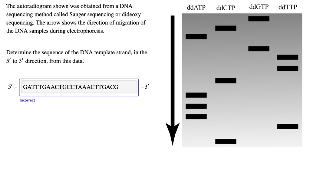 the autoradiogram shown was obtained from a dna sequencing method ...