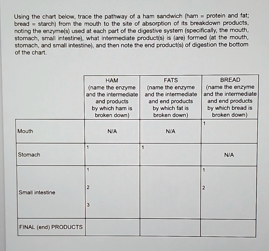 SOLVED: Using the chart below,trace the pathway of a ham sandwich (ham ...