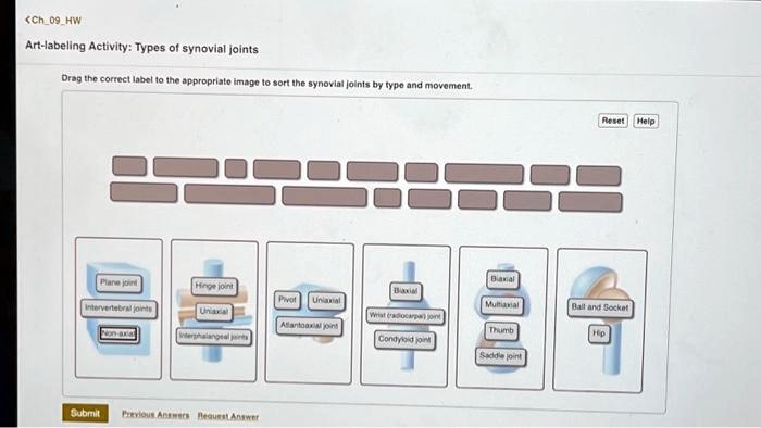 texts ch09hw art labeling activity types of synovial joints drag the ...