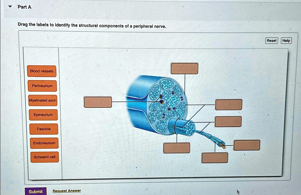 SOLVED: Part A Drag the labels to identify the structural components of ...