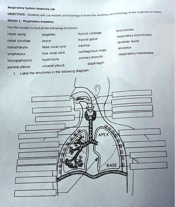 SOLVED: Respiratory System Anatomy Lab OBJECTIVES: Students will use ...