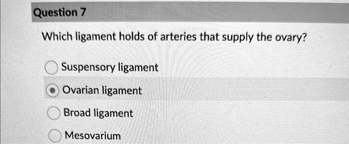 SOLVED: Question 7 Which ligament holds the arteries that supply the ...