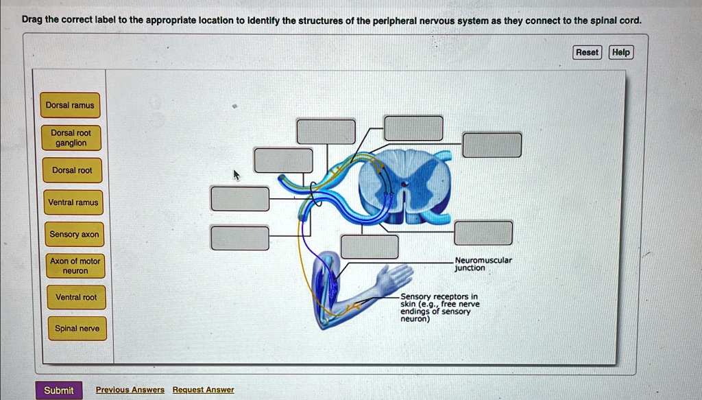 drag the correct label to the appropriate location to identify the ...