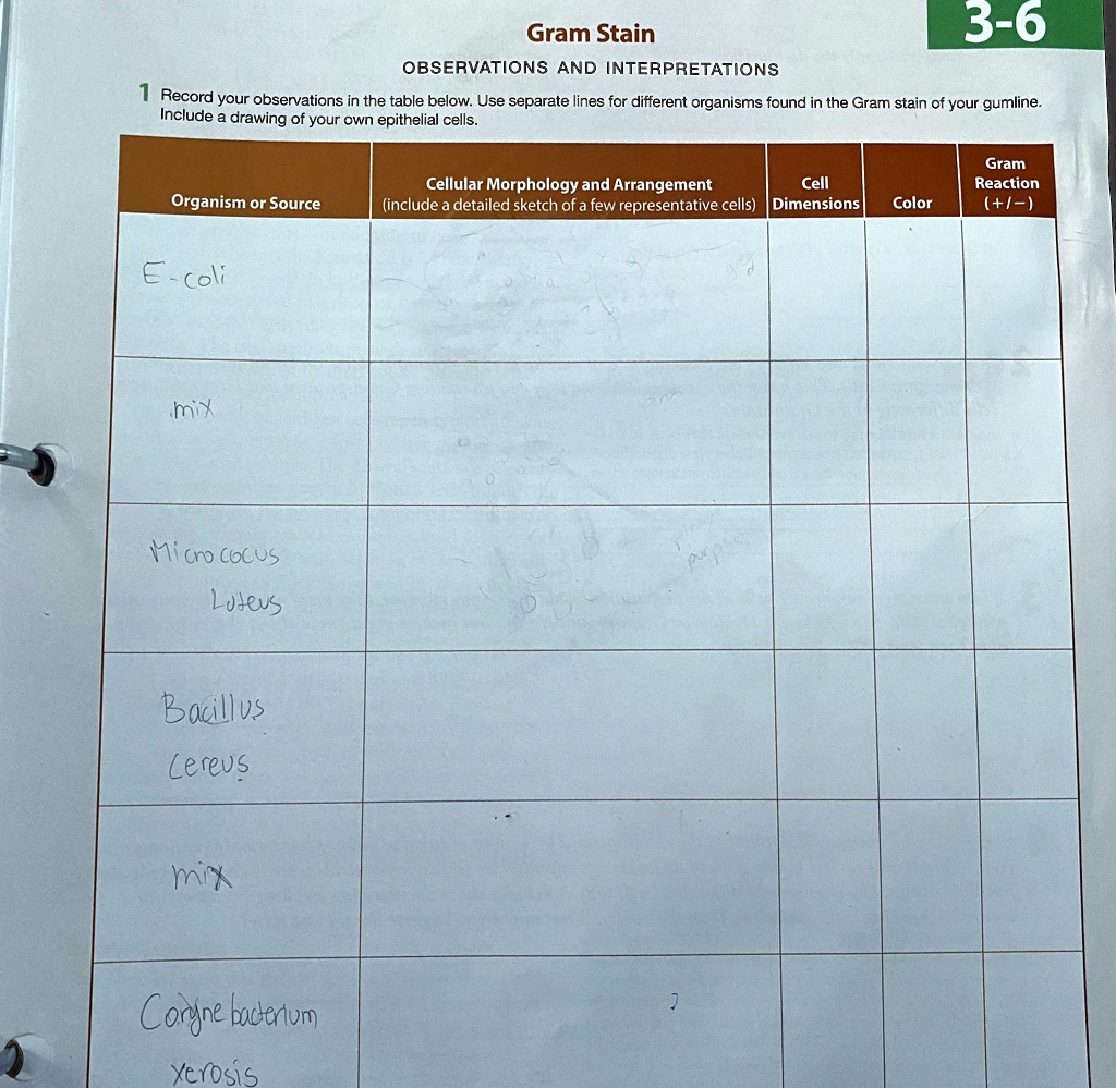 gram stain observations and interpretations record your observations in ...