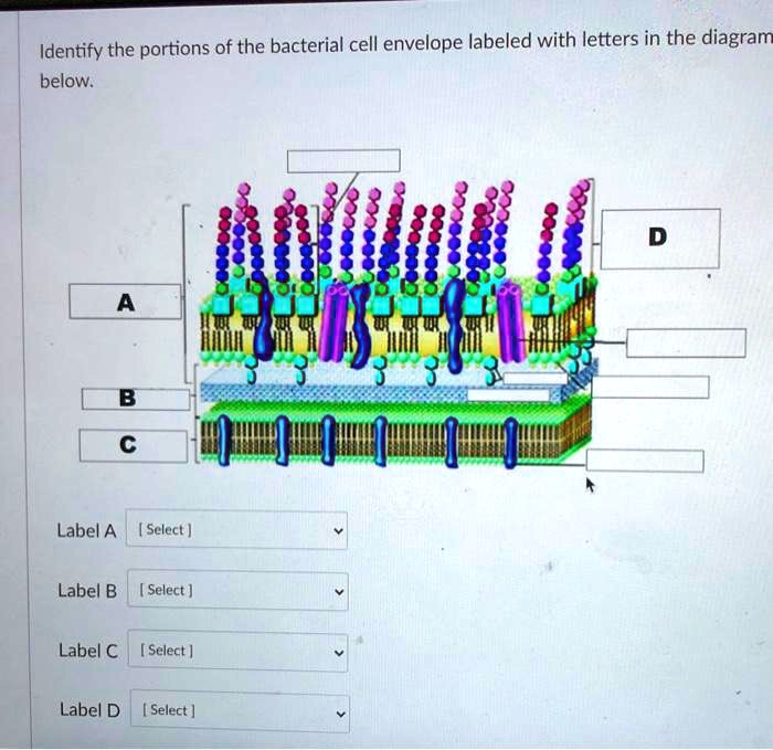 SOLVED:Identify the portions of the bacterial cell envelope labeled ...