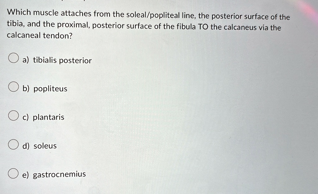 which muscle attaches from the solealpopliteal line the posterior ...