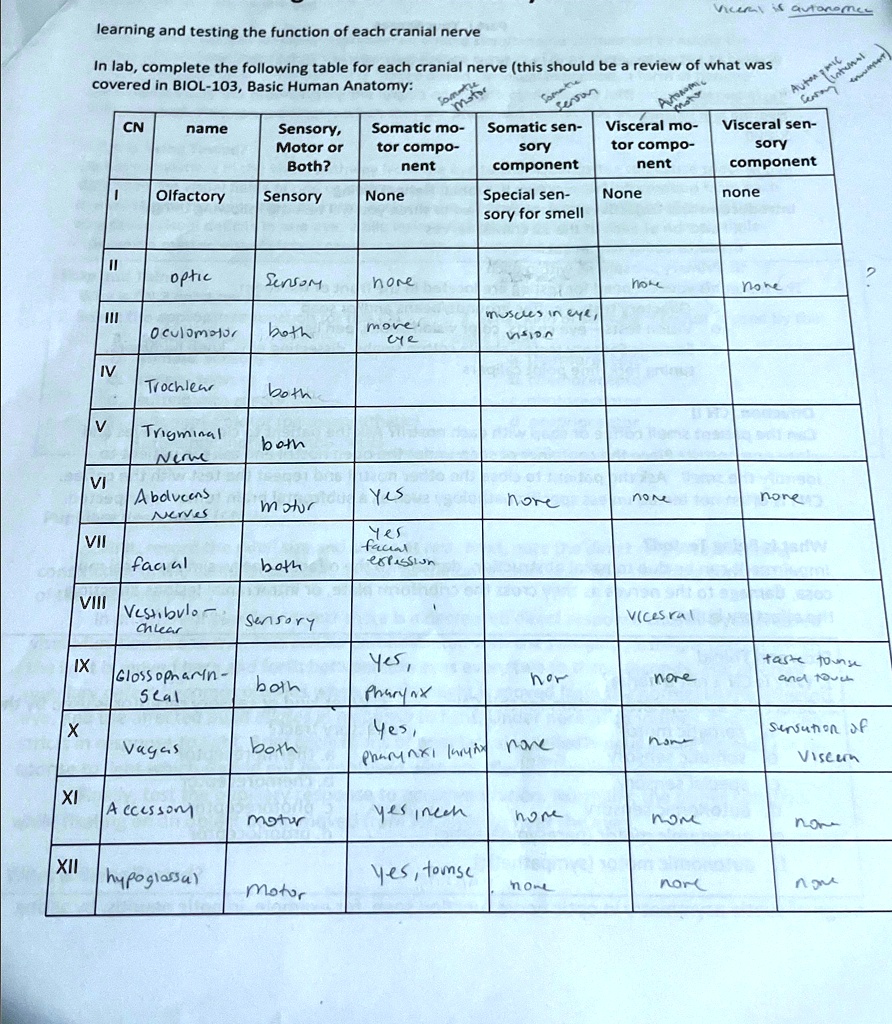 learning and testing the function of each cranial nerve in lab complete ...