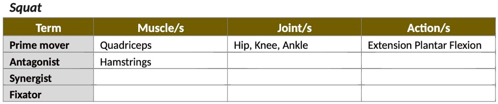 Squat Term Muscle/s Joint/s Action/s Prime mover Quadriceps Hip, Knee ...