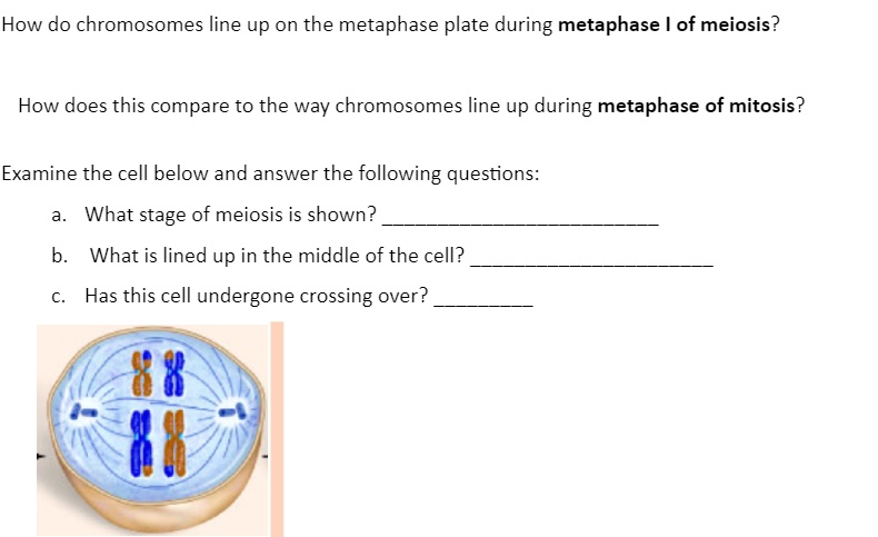 How do chromosomes line up on the metaphase plate during metaphase I of ...