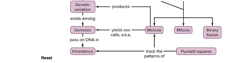 SOLVED: Genetic variation produces exists among Gametes yields sex ...