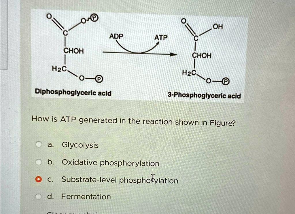 CHOH H2C On OH ADP ATP C CHOH H2C 3-Phosphoglyceric acid ...