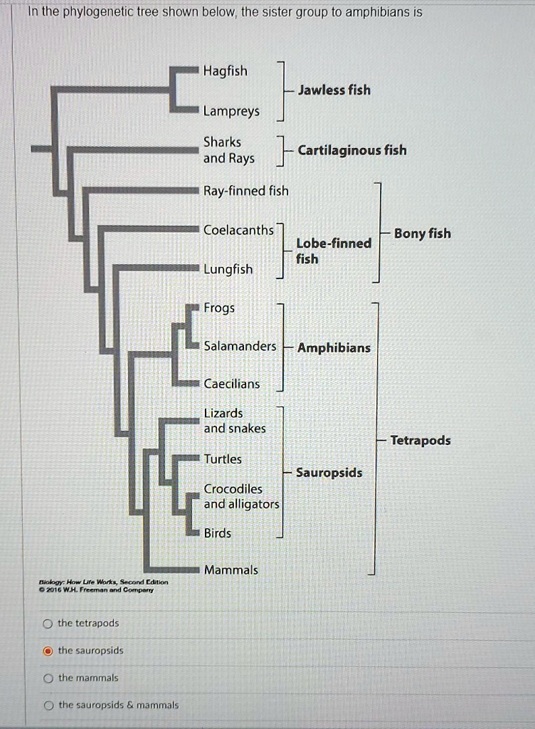 SOLVED: In the phylogenetic tree shown below, the sister group to ...