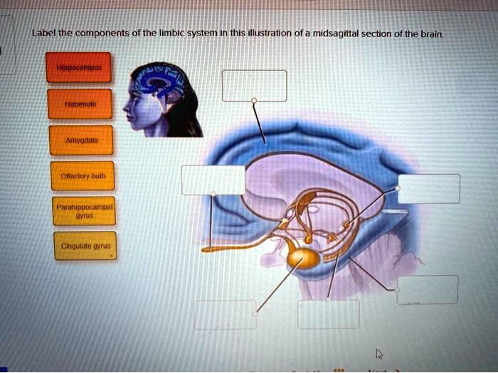 Label the components of the limbic system in this illustration of a ...