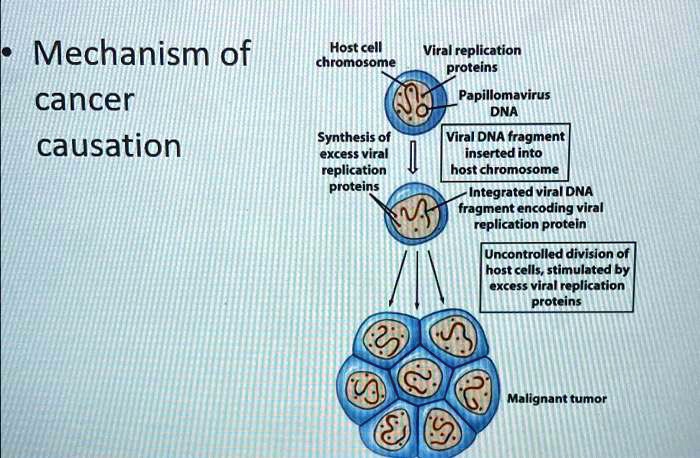 SOLVED: Mechanism of Cancer Causation Host cell chromosome Viral ...