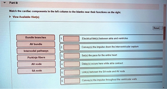 SOLVED: Match the cardiac components in the left column to the blanks near their functions on ...