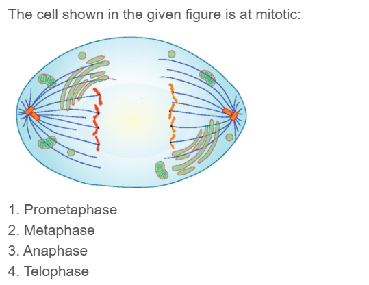 The cell shown in the given figure is at mitotic: 1. Prometaphase 2 ...