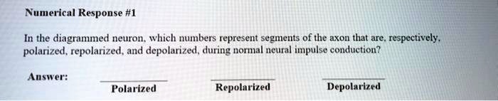 SOLVED: In the diagrammed neuron, which numbers represent segments of ...