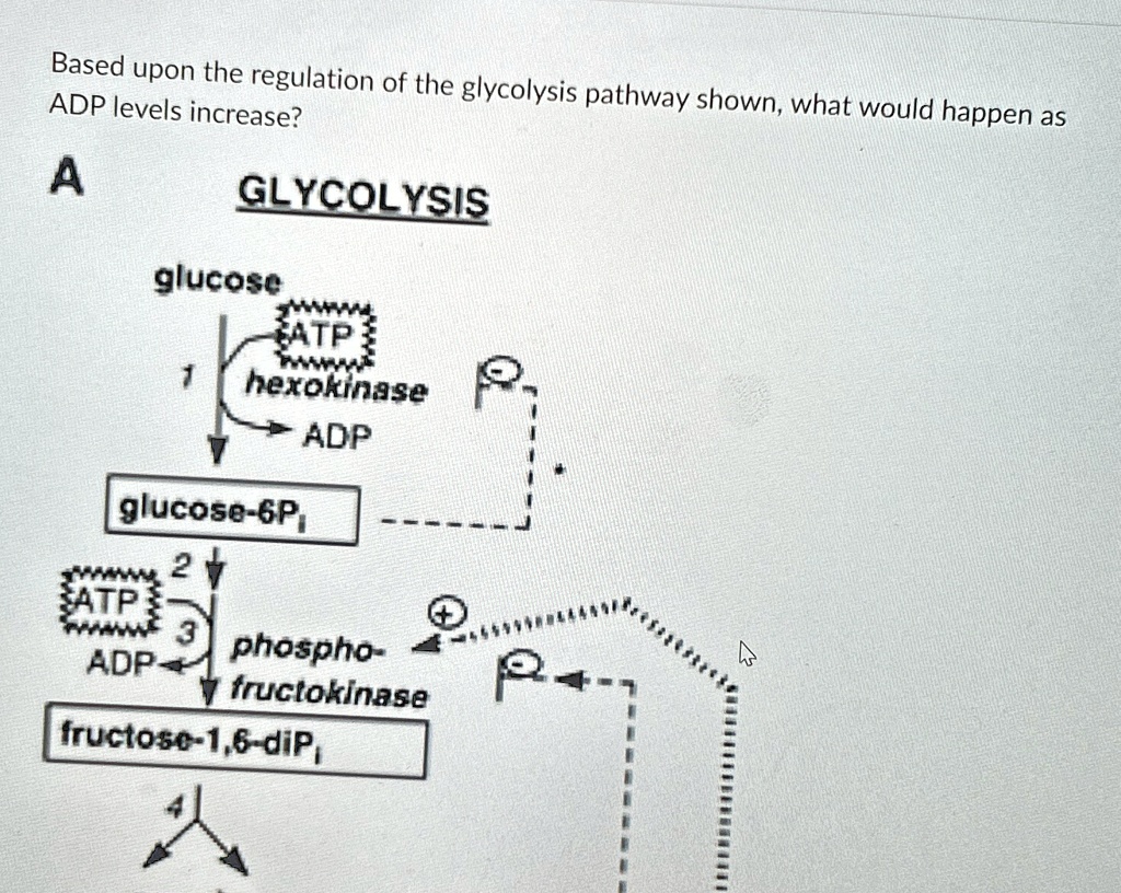 based upon the regulation of the glycolysis pathway shown what would ...