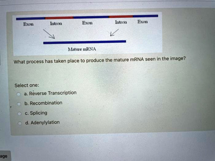 [GET ANSWER] exon intron exon aale mrna what process has taken place to ...