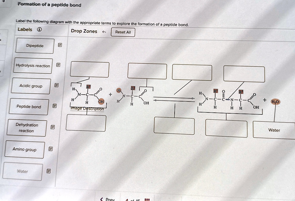 Formation of a peptide bond Label the following diagram with the appropriate terms to explore ...