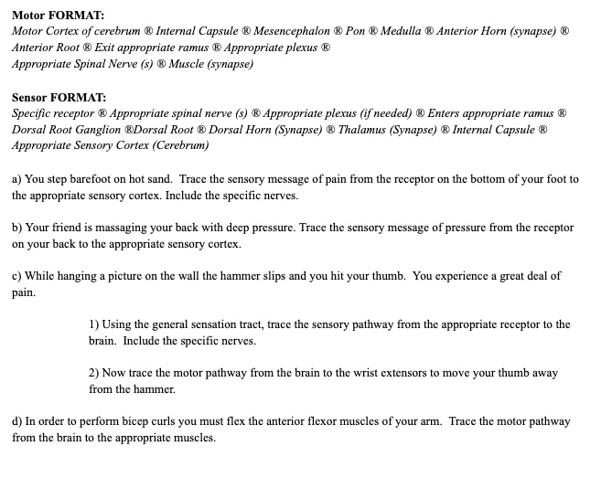 SOLVED: Motor FORMAT: Motor Cortex of the cerebrum, Internal Capsule ...