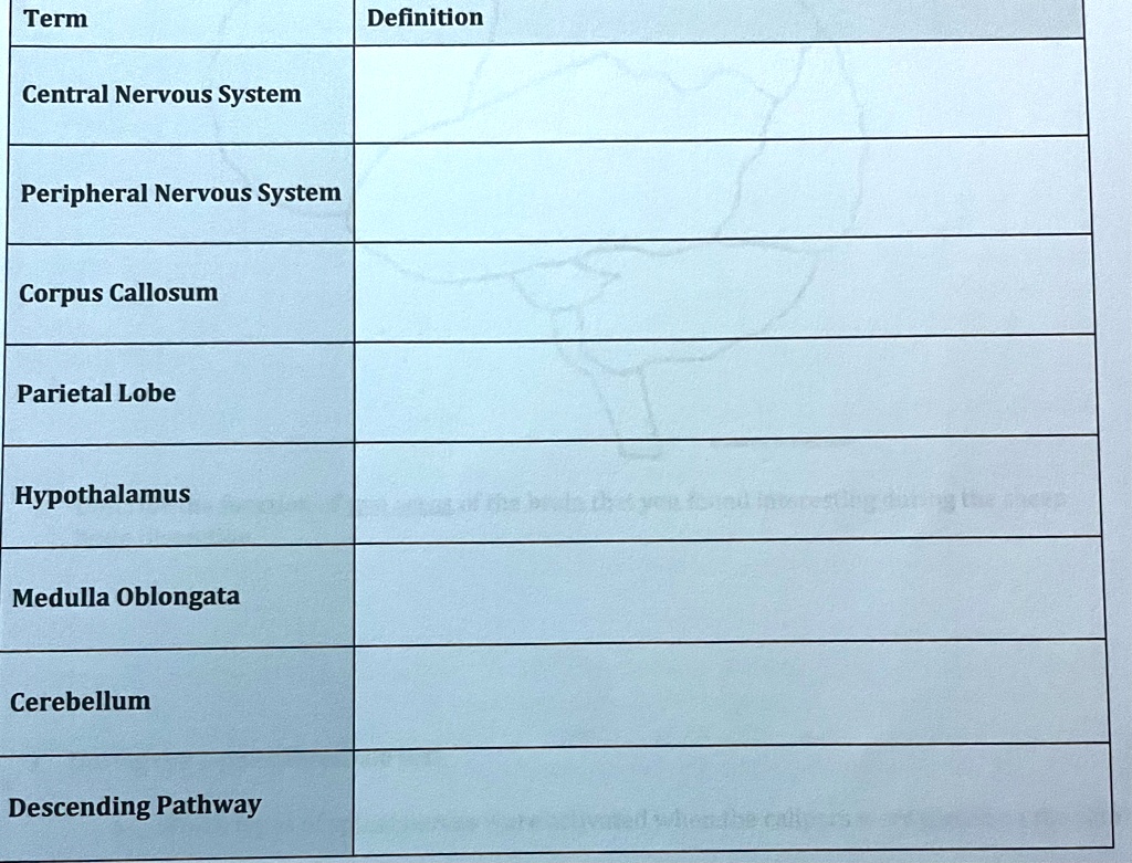 Term Central Nervous System Peripheral Nervous System Corpus Callosum ...