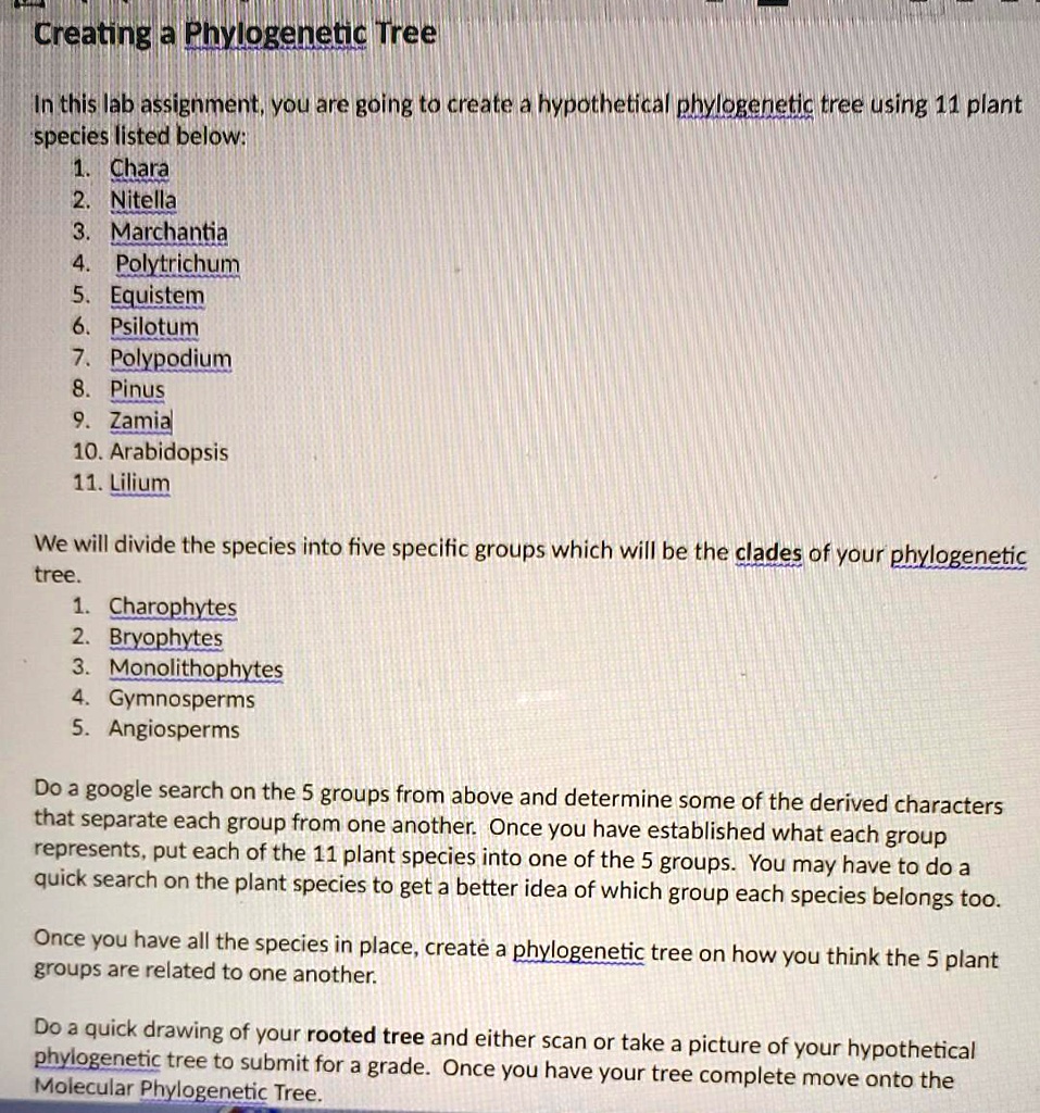 SOLVED: Create a phylogenetic and a molecular phylogenetic tree. Creating a Phylogenetic Tree In ...