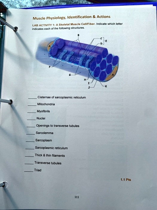 Muscle Physiology, Identification Actions LAB ACTIVITY 1: A Skeletal ...
