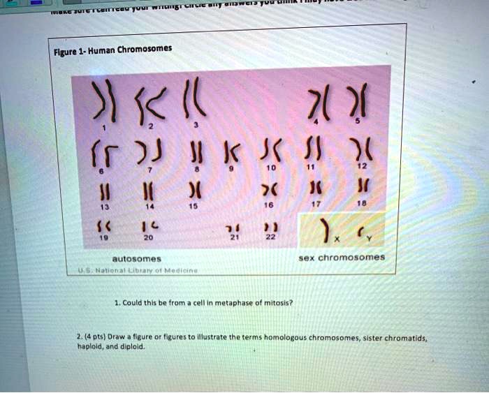 SOLVED: Figure 1 - Human Chromosomes 2n J( Autosomes Monosomy X 46 ...